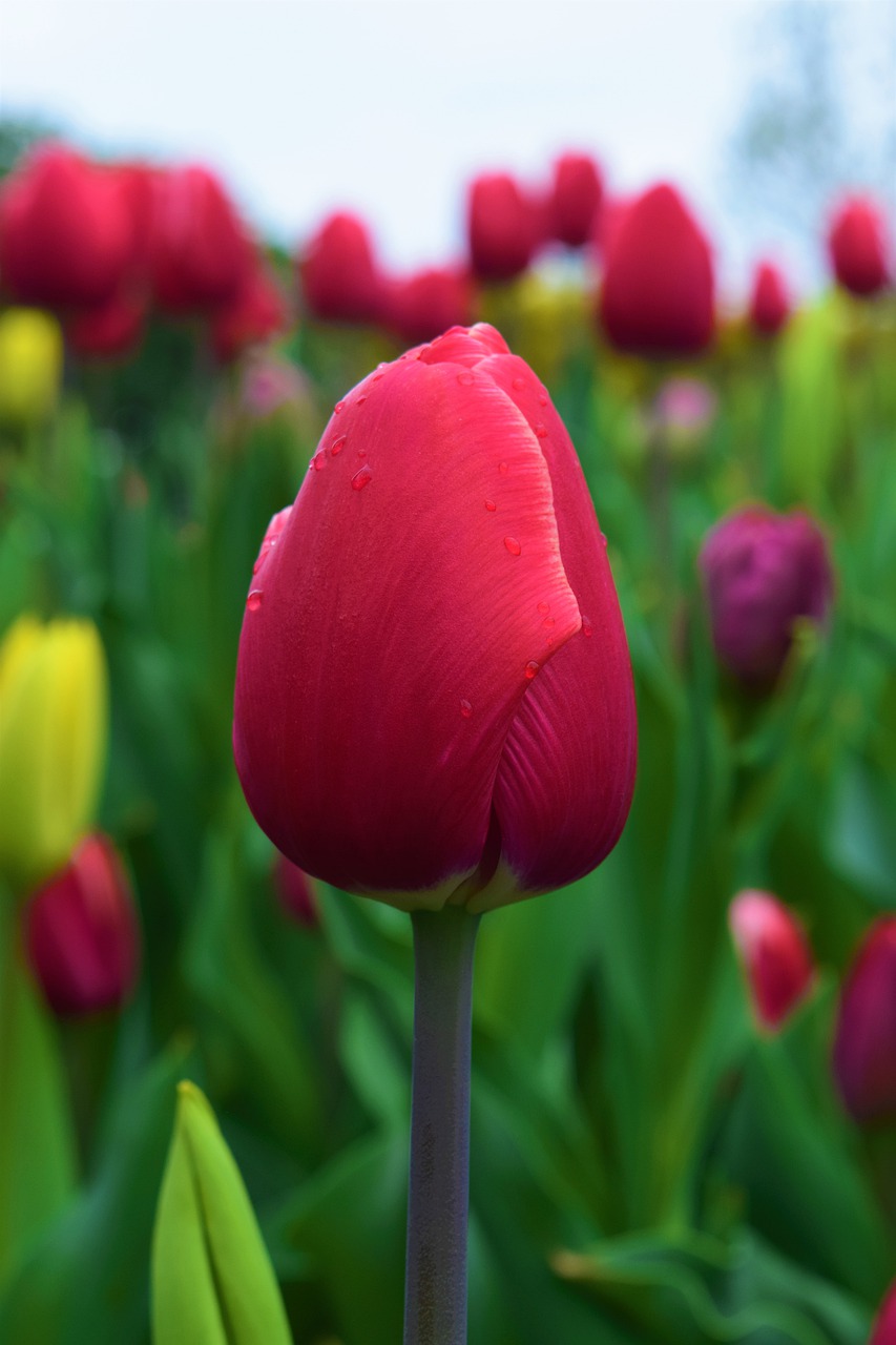 REBIRTH: Synonyms and Related Words. What is Another Word for REBIRTH ...