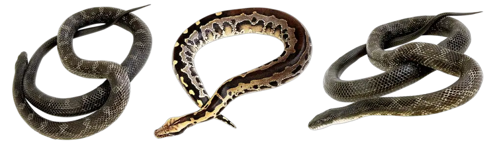 CREEP: Synonyms and Related Words. What is Another Word for CREEP ...