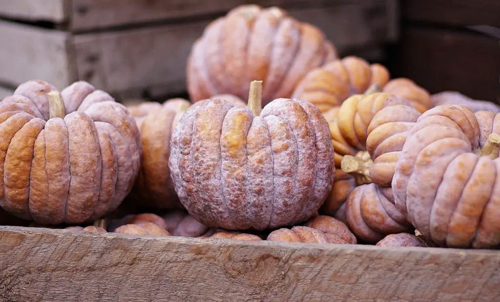 SQUASH: Synonyms and Related Words. What is Another Word for SQUASH ...