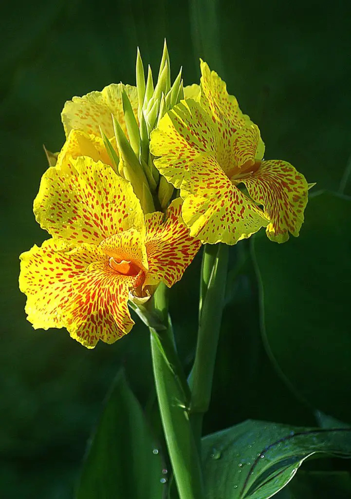 INSOLENT: Synonyms and Related Words. What is Another Word for INSOLENT ...