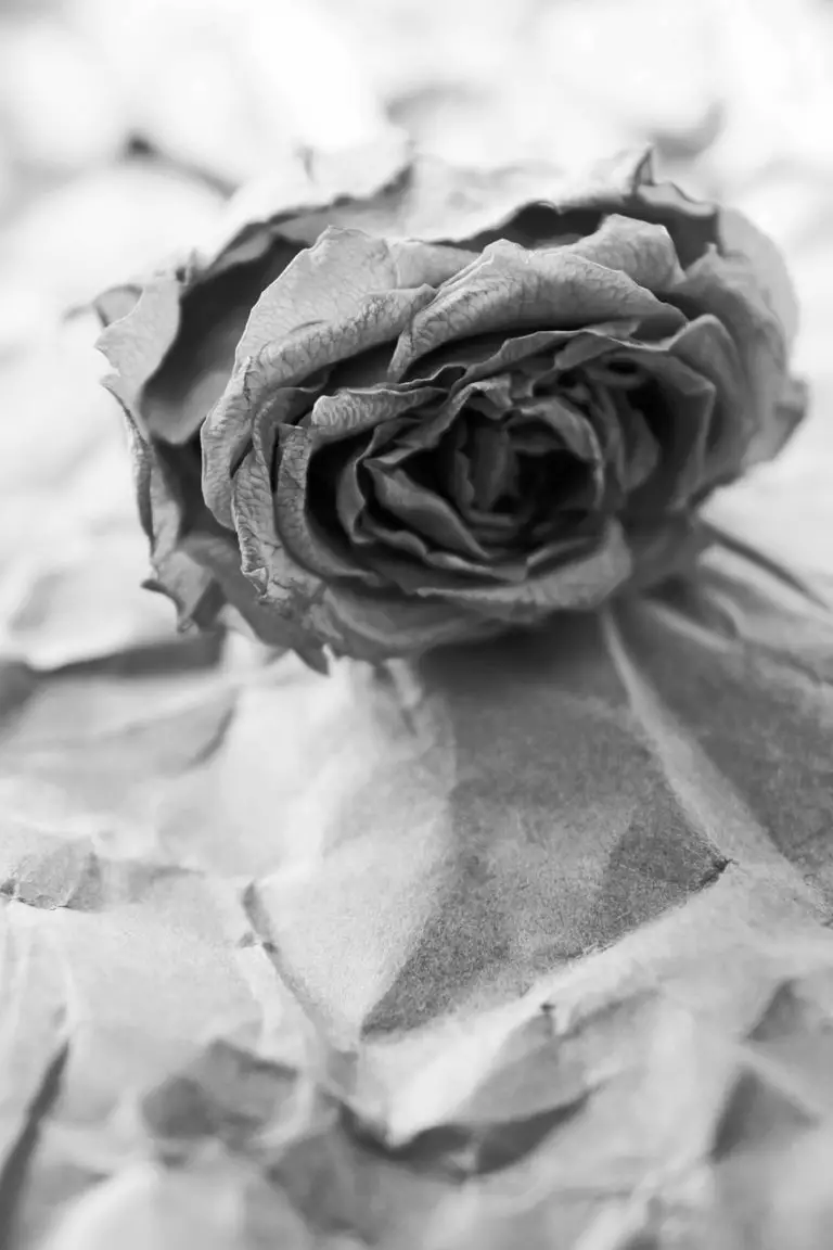 CRINKLE: Synonyms and Related Words. What is Another Word for CRINKLE ...