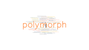 Polymorph Past Tense: Verb Forms, Conjugate POLYMORPH - GrammarTOP.com